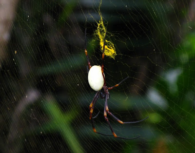 Blake and Deb in Fiji: Fiji Critter Profile - Spiders